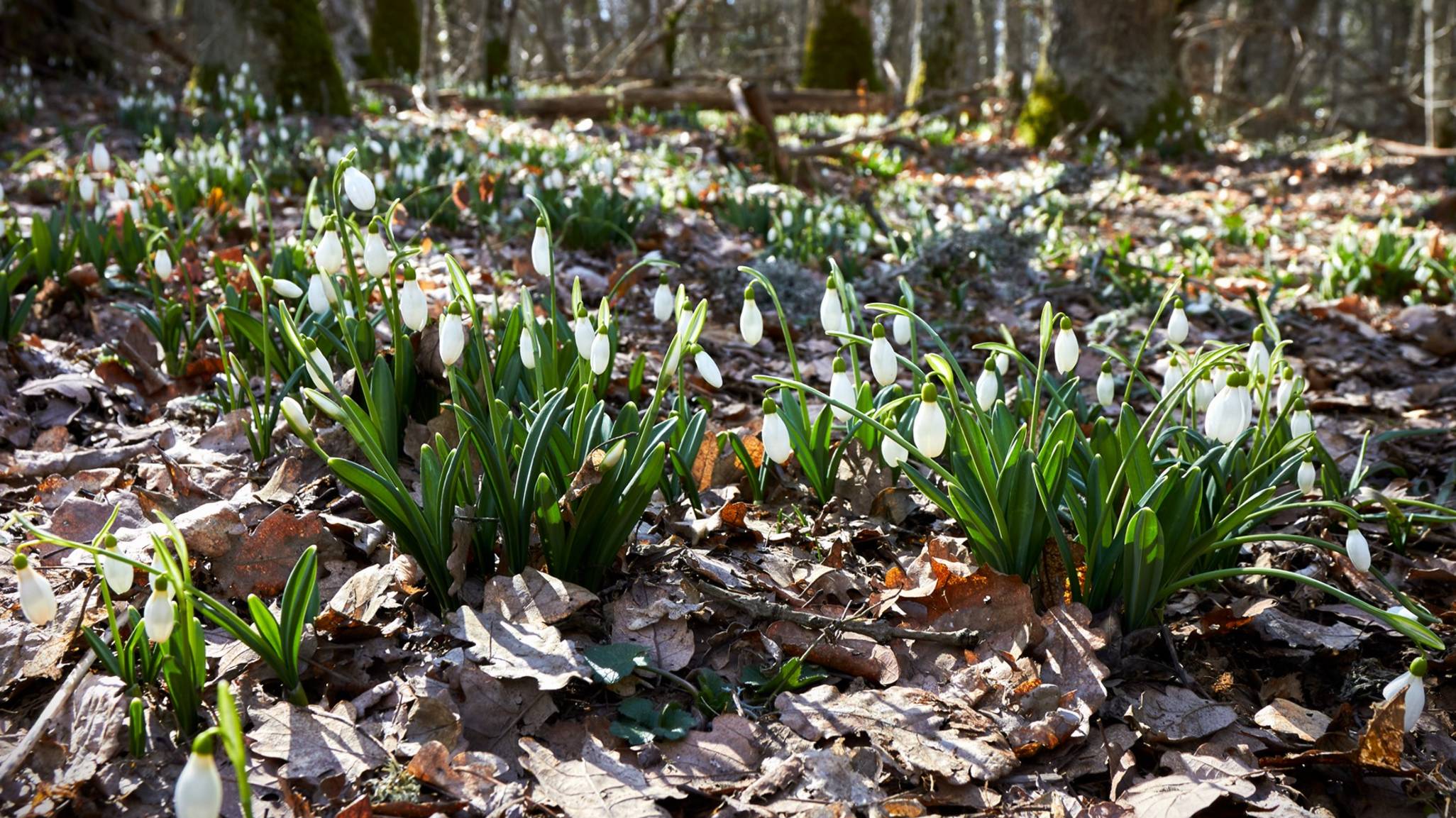 Первые подснежники Крымского леса.