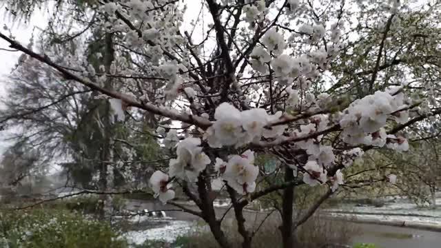 Цветут сады и снег идет в апреле 2020г.