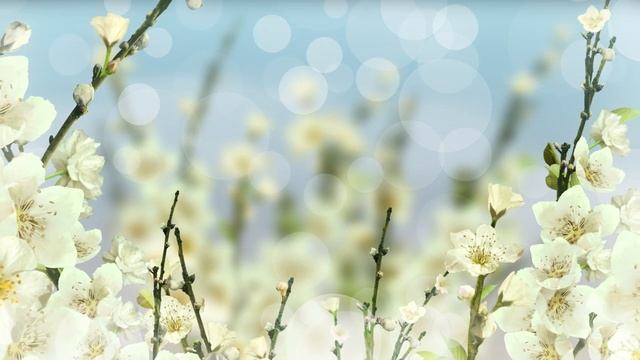 8 марта футаж. Красивое поздравление с 8 марта.