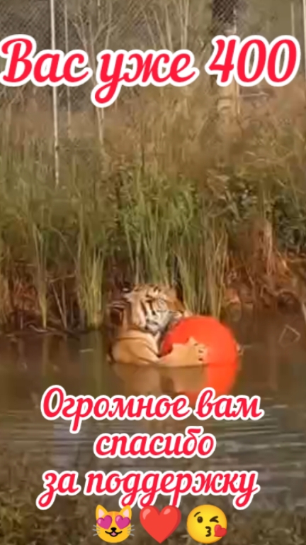 🥳Вас уже 400 человек🥳 Огромное спасибо вам за поддержку 😻
