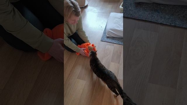 Знакомьтесь - Джеси