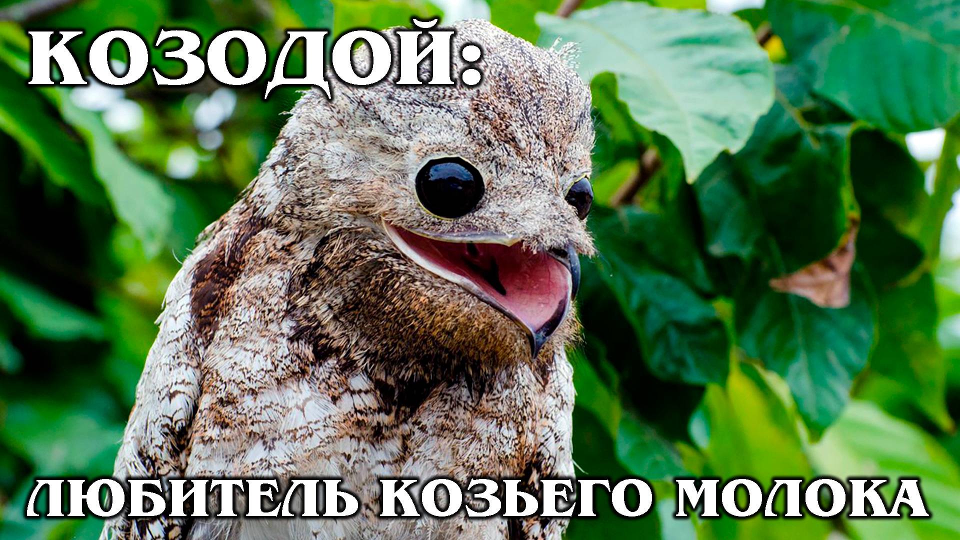 Птица Козодой | Аудиокнига