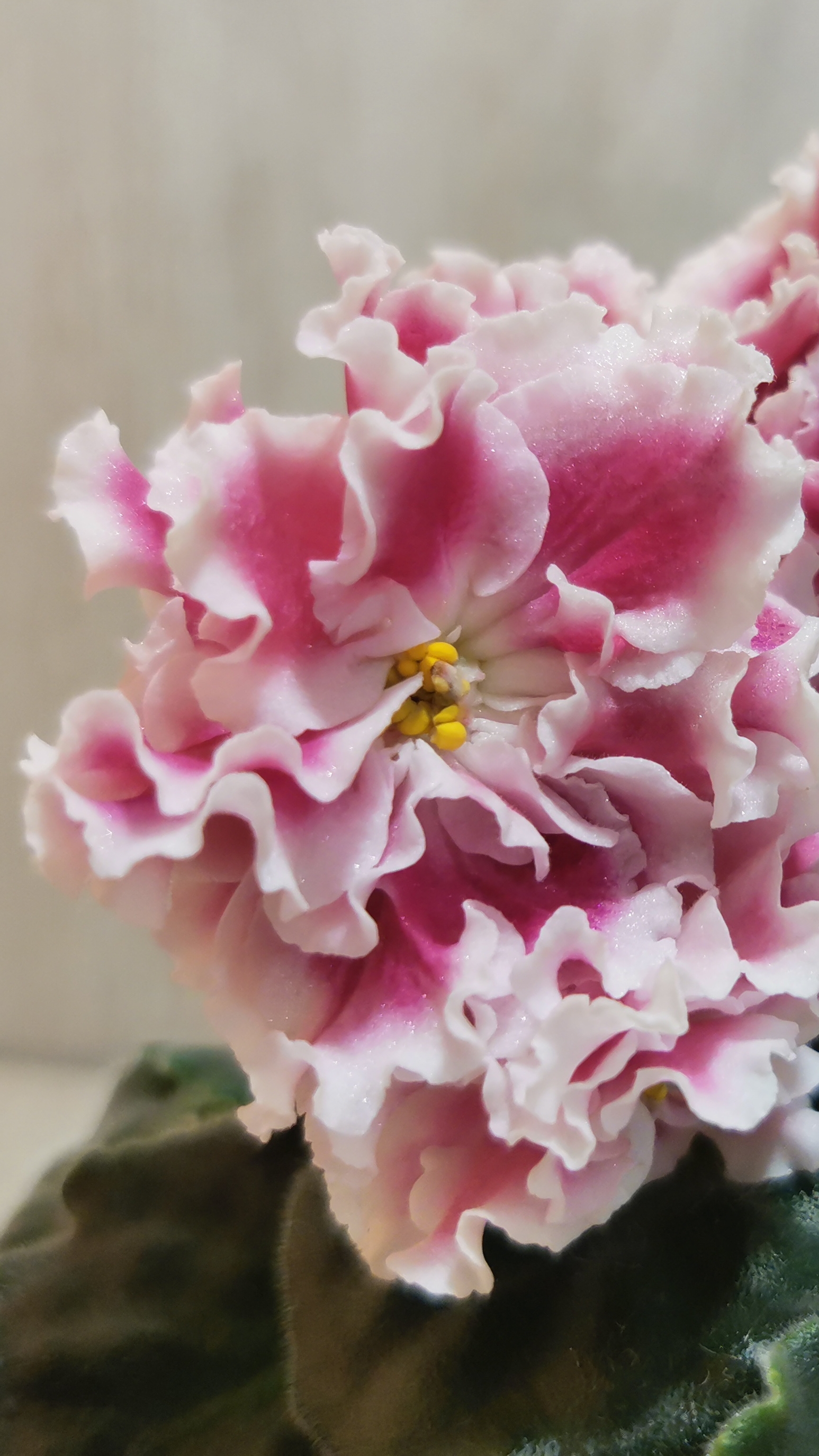 Фиалки под музыку.