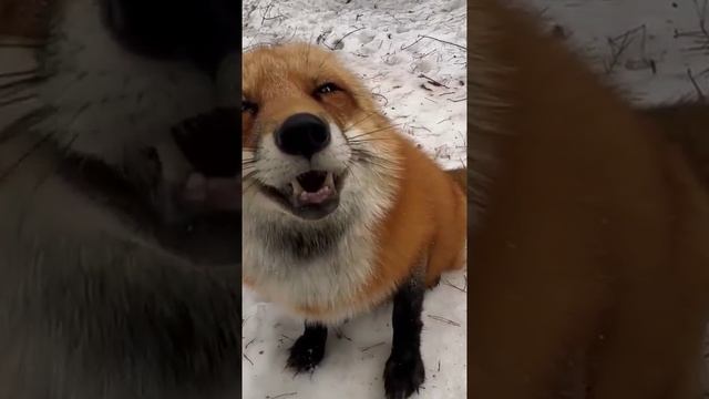 " ДИАЛОГ"  С  ЛИСОЙ...