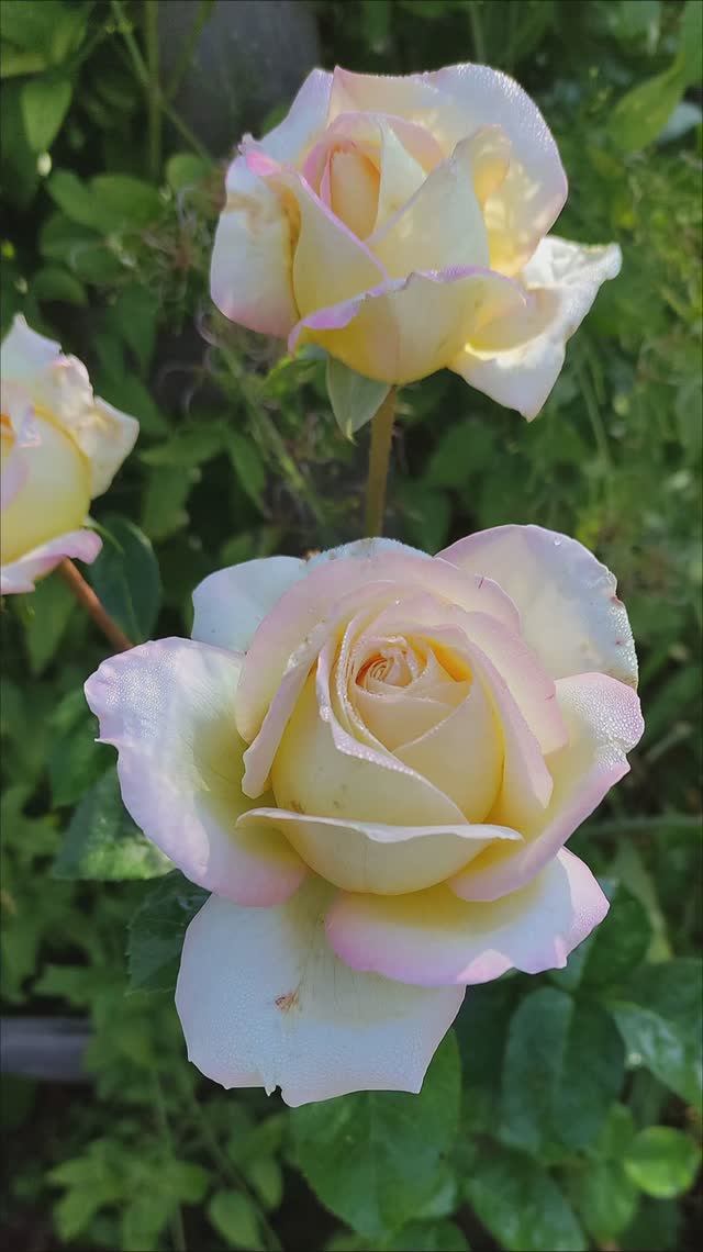 Розы в моём саду. Август 2024 #ольга_дом_и_дача #дачакакесть #garden #flowers