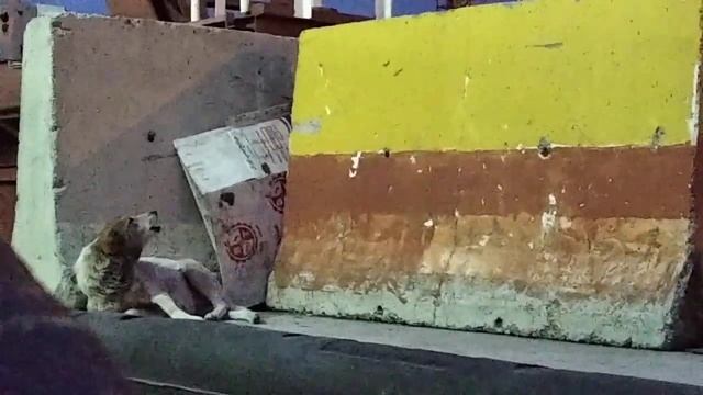 Собака подпевает. The dog sings along