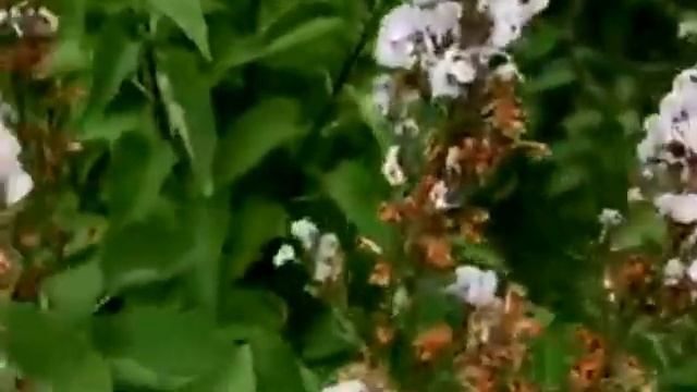 Сирень Валентина Рублева слова и музыка Андрей Куряев Автор видео Нина Рудакова