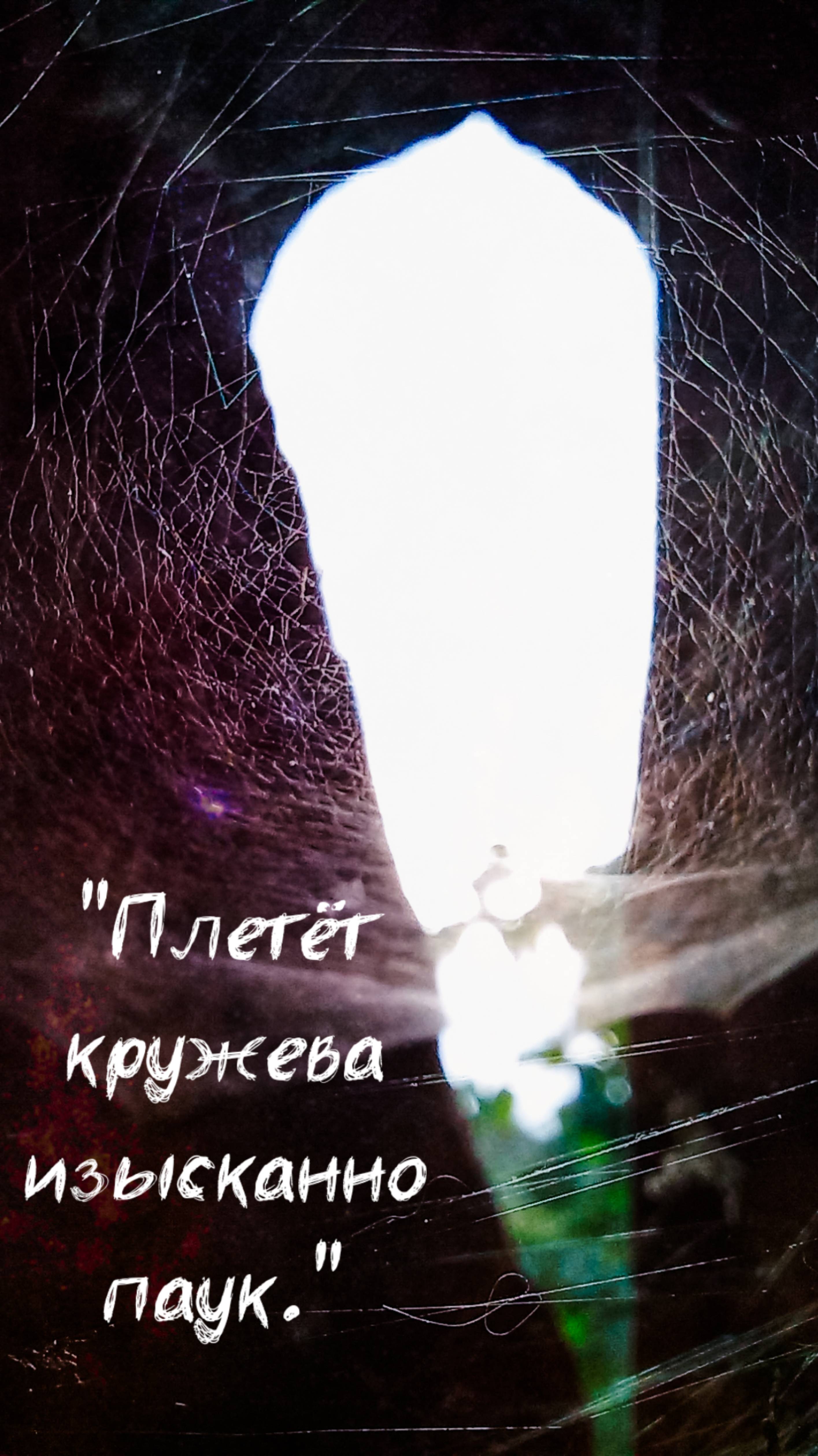 "Плетёт кружева изысканно паук."#shorts #стихи