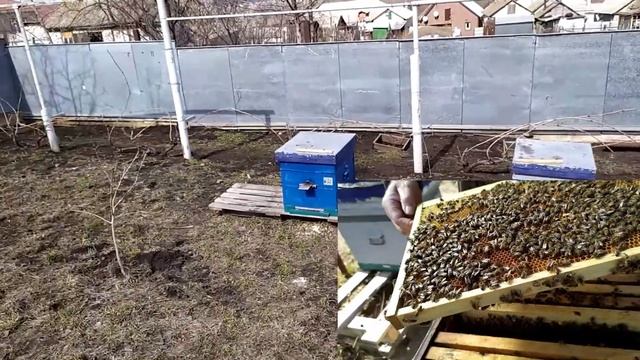 Треллер - В гостях у пчеловода Семёна Тарасова. 05/04/2021.