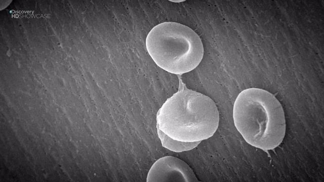 Сквозь пространство и время с Морганом Фрименом 1 сезон 5 серия (документальный сериал, 2010)