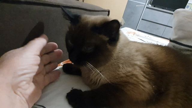 Котик Маркисс