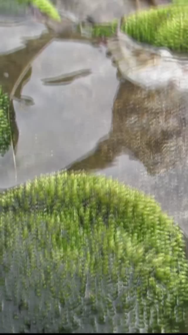 Мох, снег, вода.