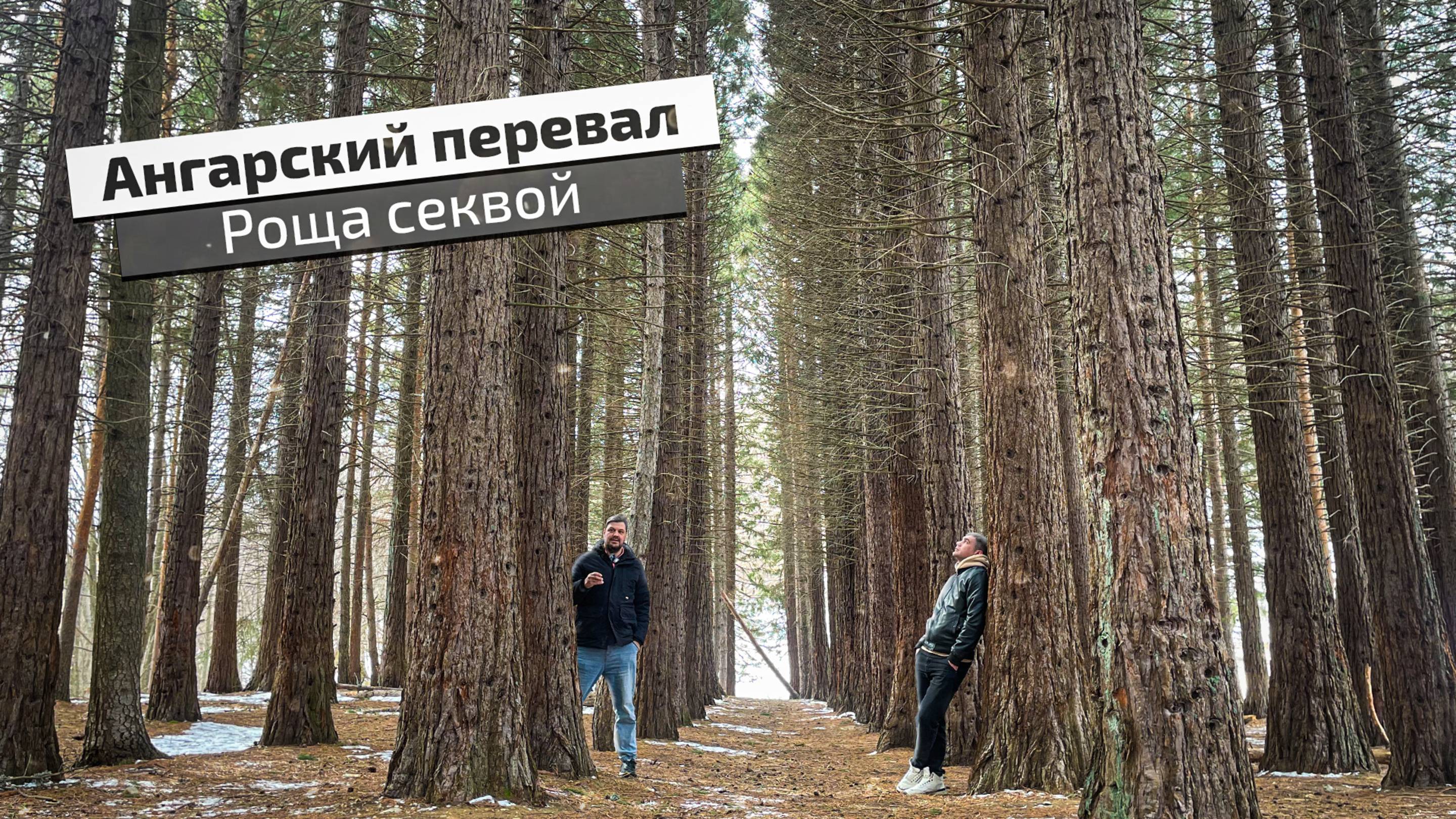 Это не Калифорния! Уникальная роща Секвой в Крыму