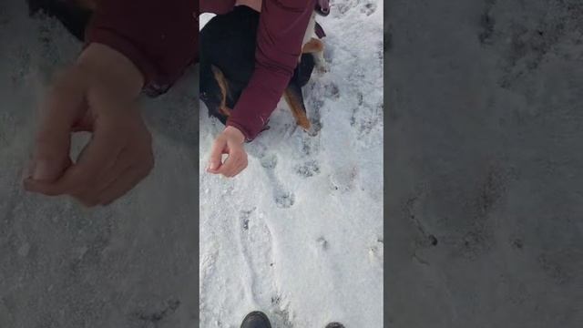 Помогай ближнему своему!!! #кузбасс #левша #анжеросудженск #дети #семья #собака #капкан