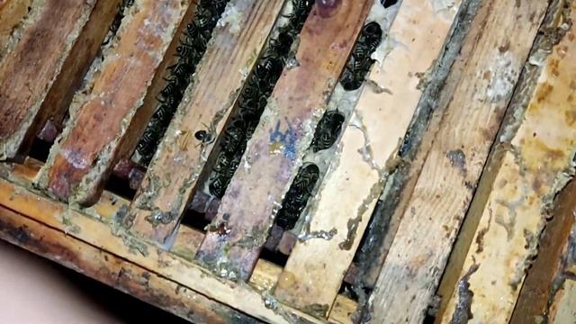 Состояние семей в зимовнике на 30 декабря 2023 г.