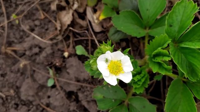 Сохраняем сушнину, маломедки. Развитие пчелосемей. Обзор. 14/05/2021.