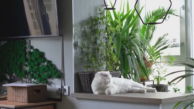 Зелёные квадраты, 1 серия