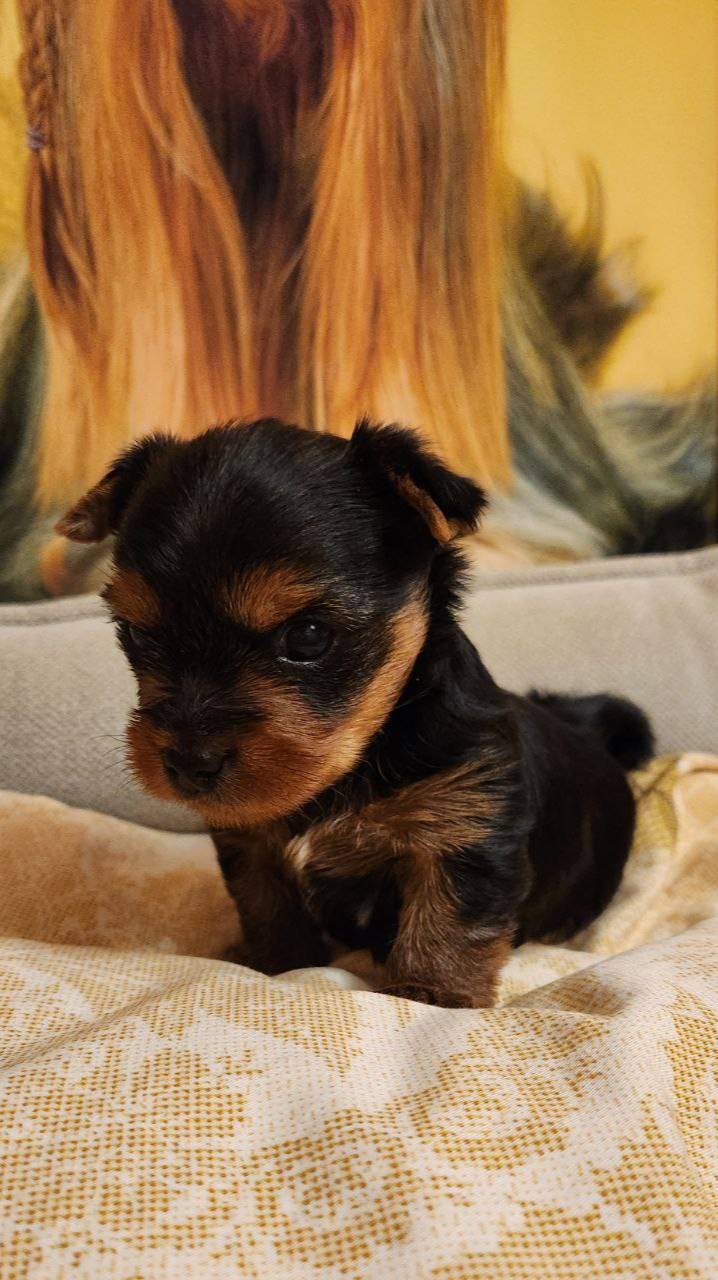 Начинаем играть!