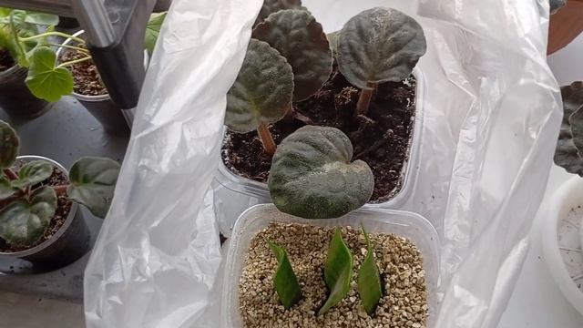 Как я размножила Сансевиерию.