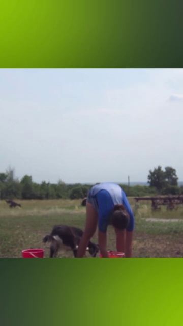 Быстро убрать фасоль. С помощницей.