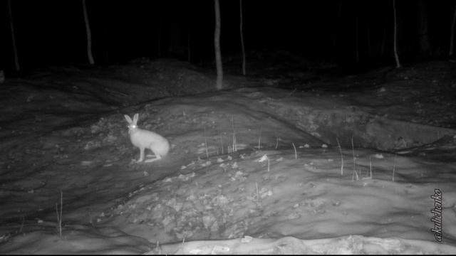 Заяц одиночка