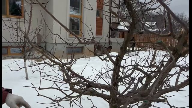 Итог обрезки плодовых деревьев. До и после!