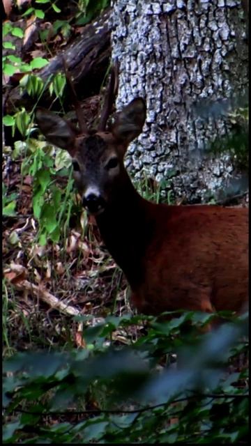 Тихо! Говорят косули!