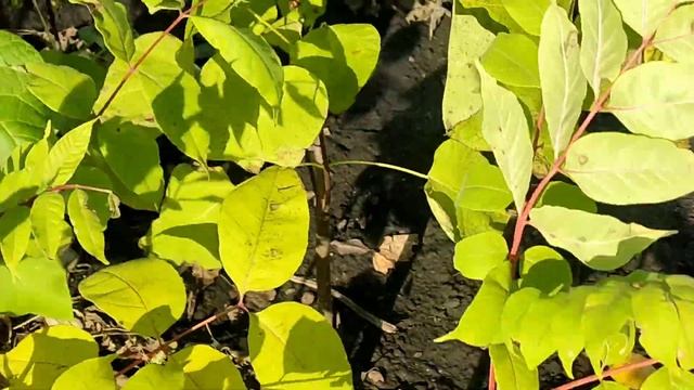 Аномальная осень. Тепло, облёты. 30 октября 2023 г.