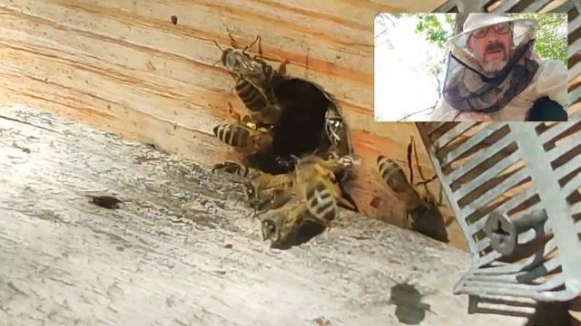 6 июня 2023г. Кочёвка на эспарцет-акацию.