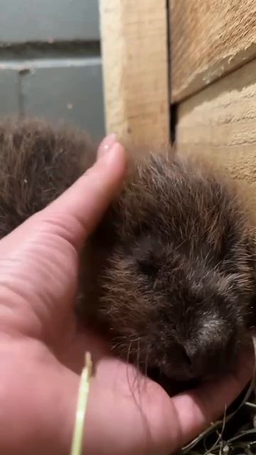 БОБЕР ПЕРЕТРУДИЛСЯ #смешноевидео #юмор #животные