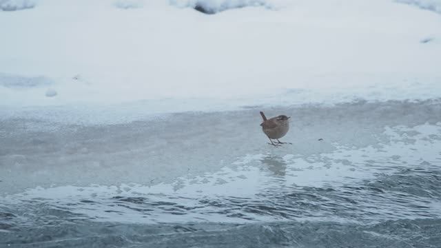 Заметки кавказского натуралиста 25.02.25 Ессентуки
