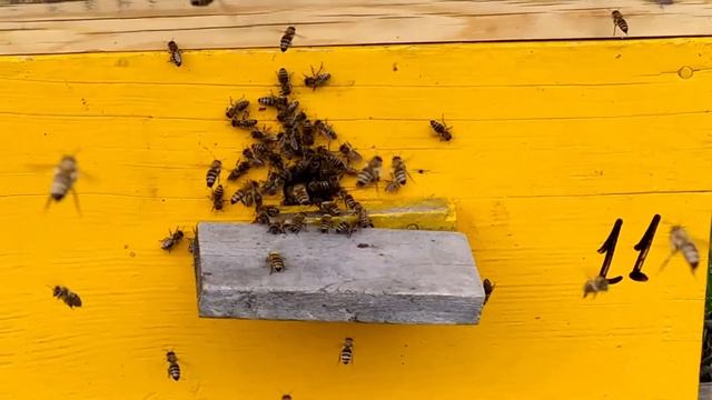 Премьера В.Г. Кашковский на Zello "Пасека и пчеловод"