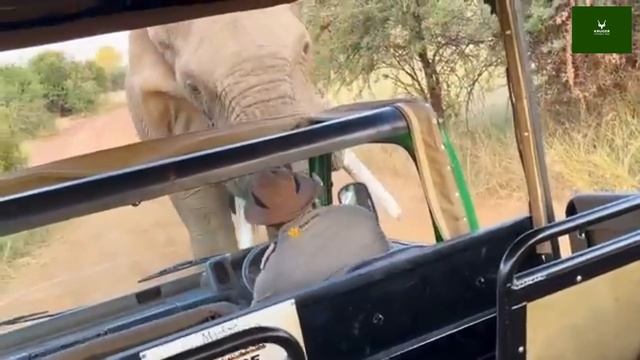 Приключения африканских туристов
Отблагодарить:
4276 3800 4614 2027
СБЕР
#туристы #слон #машина