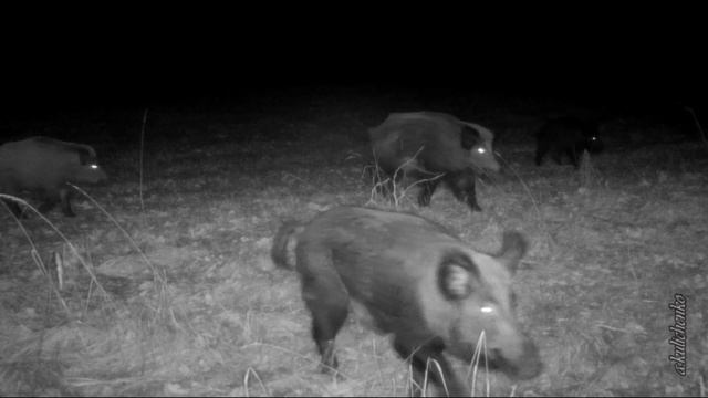 Тусовка кабанов