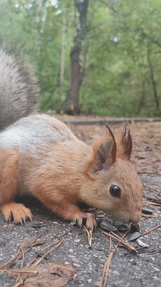 Голодные белочки в лесу  #сезонконтентаRUTUBE