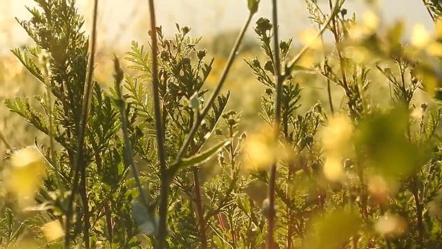 'Volkslied' 'Творческое содружество Листая небо' Татьяна Лебедь 'Русь Лебёдушка'