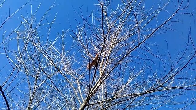 Белка. Наш питомец ДУВК "Гармония"