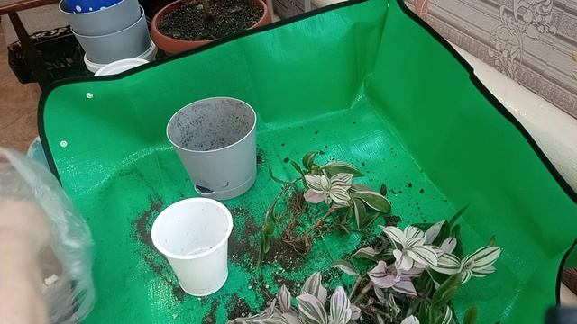 Рассаживаю традесканцию.