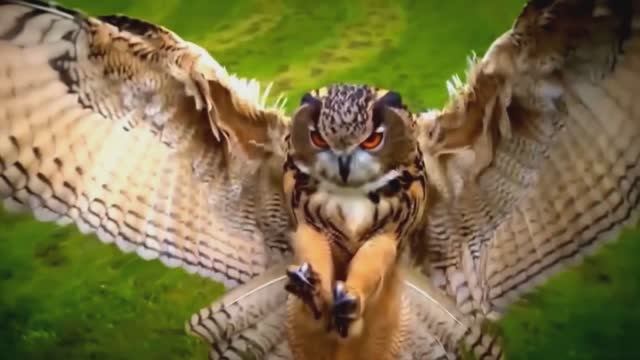 'Древлегорск' 'Святица' 'К тебе' 'К тебе'