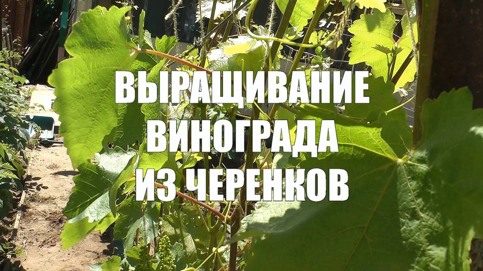 Выращивание винограда из черенков.