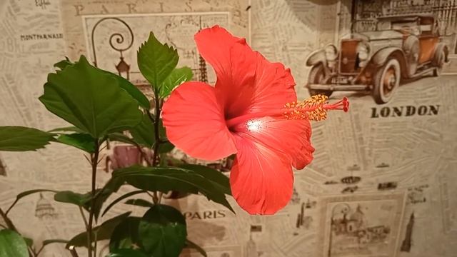 Гибискус цветение