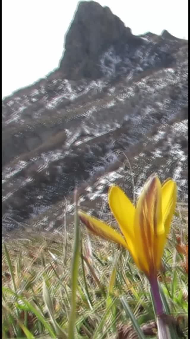 Крокусы над Междуречьем. 2 марта.