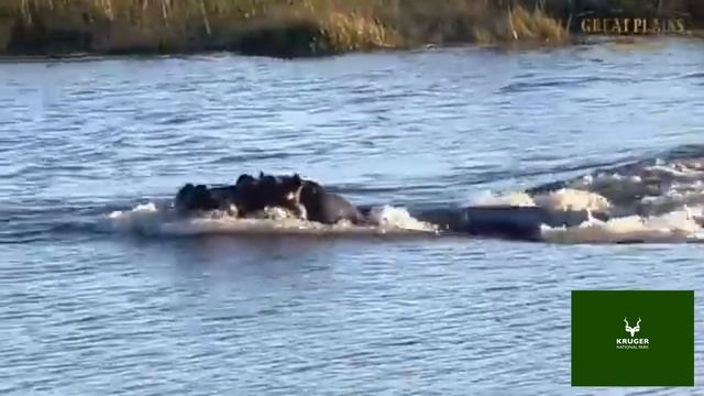 Король-бегемот
Отблагодарить:
4276 3800 4614 2027
СБЕР
#бегемот #болото #река #львы #лев #атака