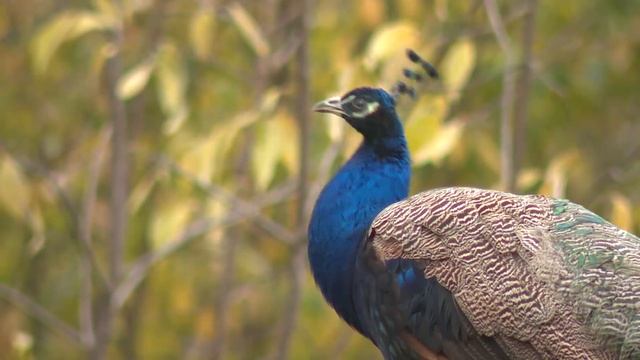 Удивительные павлины