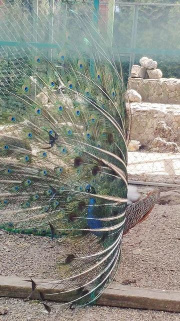 Красавчик с огромным хвостом. Павлин в брачный период. Трое с камерой