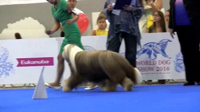 WDS Moscow 2016 Bearded Collie