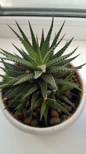 Мои цветы.Хавортия