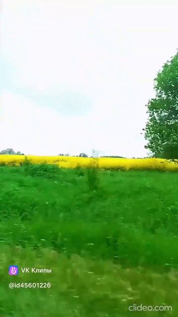 Рапсовые поля Калининграда.