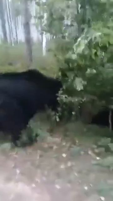 Медведь на прогулке