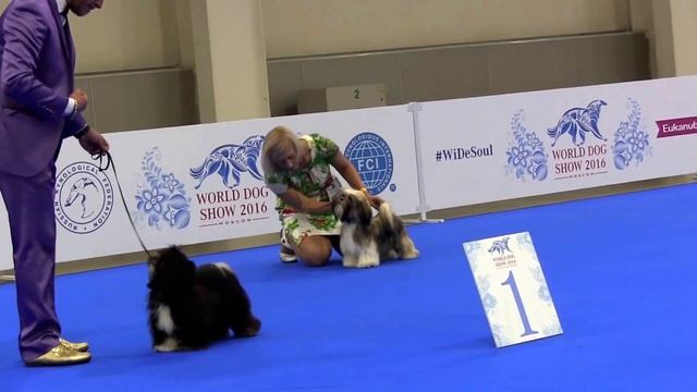 WDS Moscow 2016 Lhasa Apso